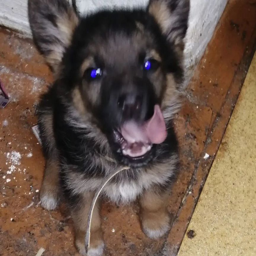 Щенок в добрые руки