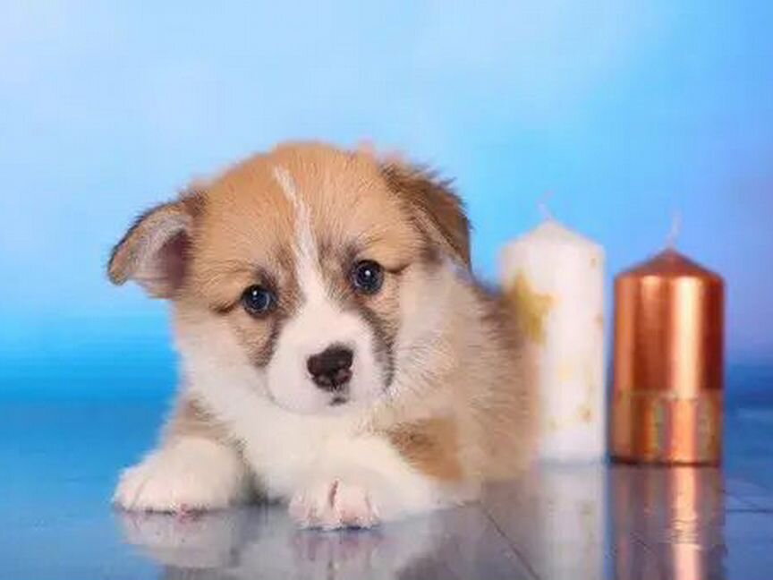 Щенки корги