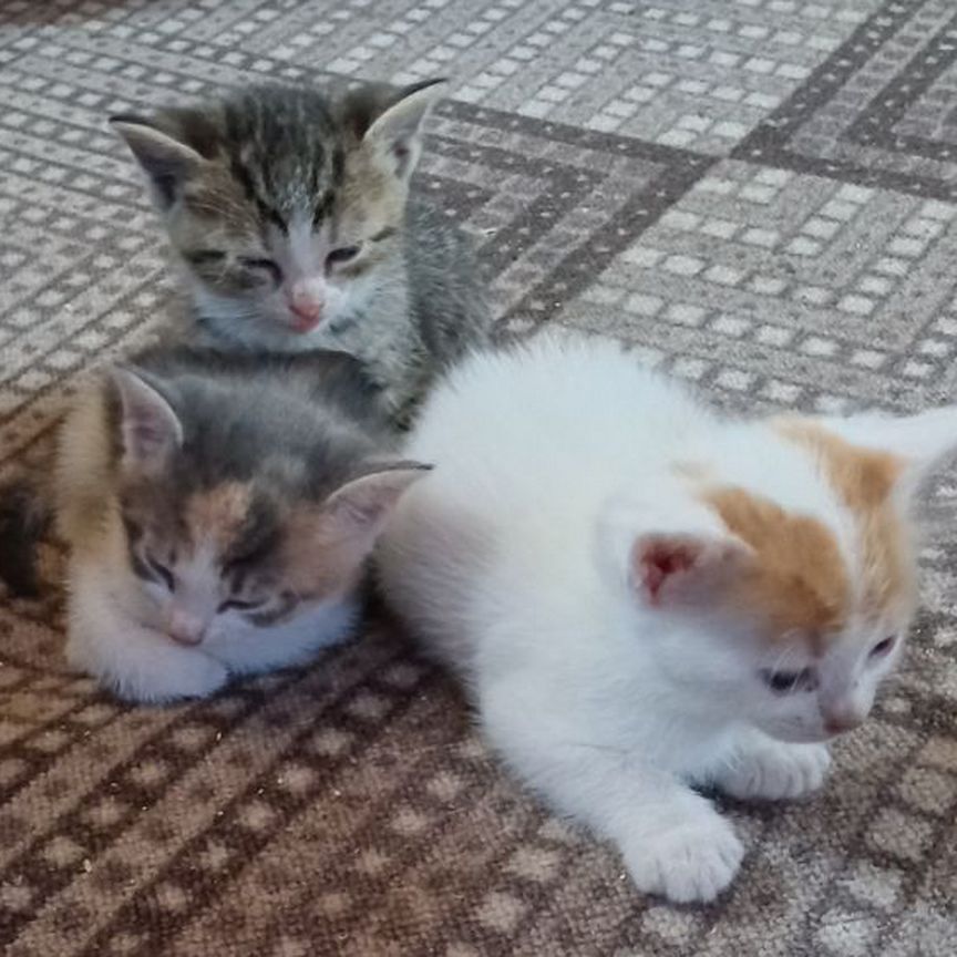 Котята