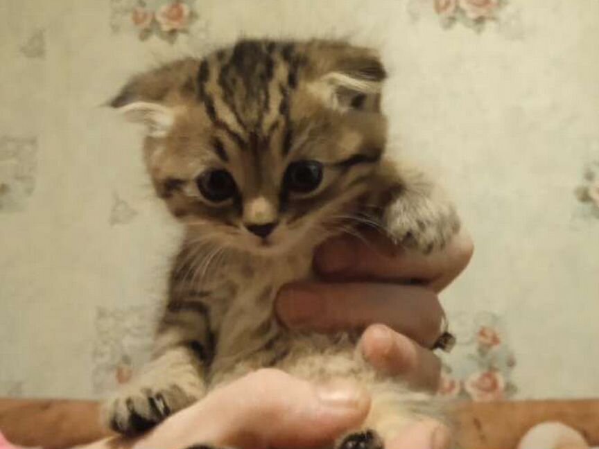 Британские вислоухие котята