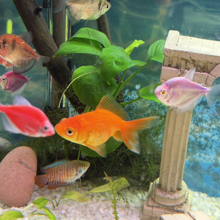 Продам золотую рыбку