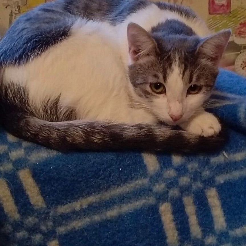 Кошечка мечтает о доме