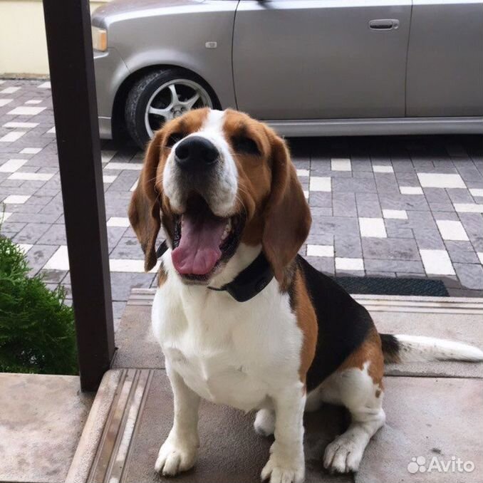 Вязка кобель бигль