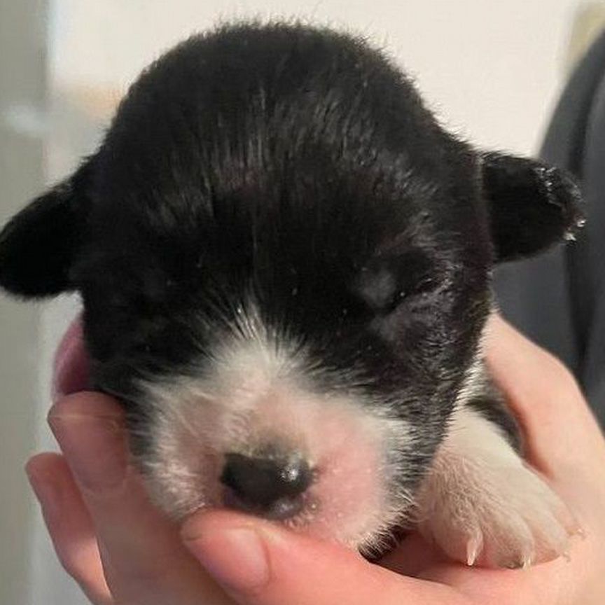 Вельш Корги Кардиган, щенок