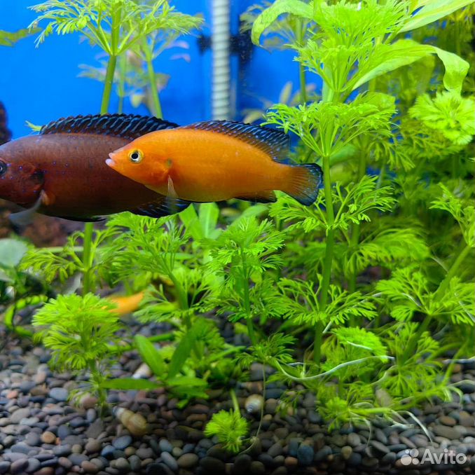 Аквариумные рыбки Хемихромис ексул