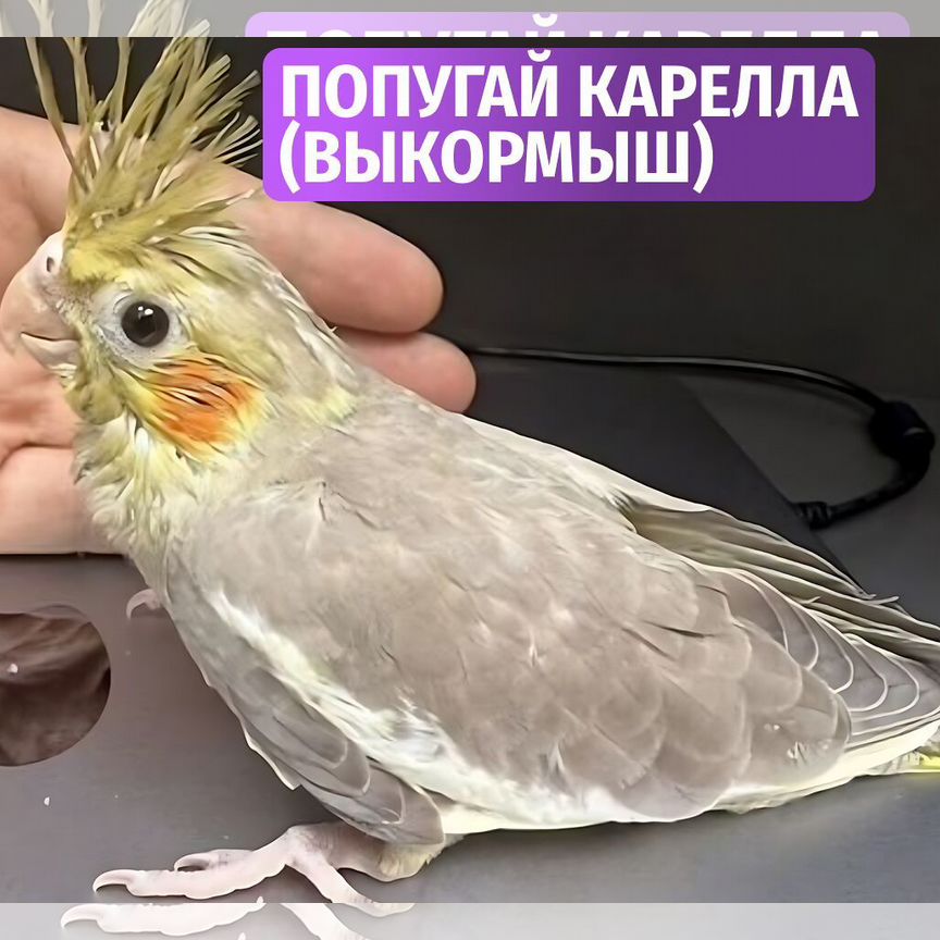 Попугай Карелла выкормыш