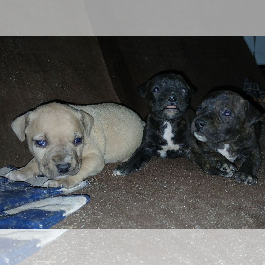 Американский питбультерьер, щенок