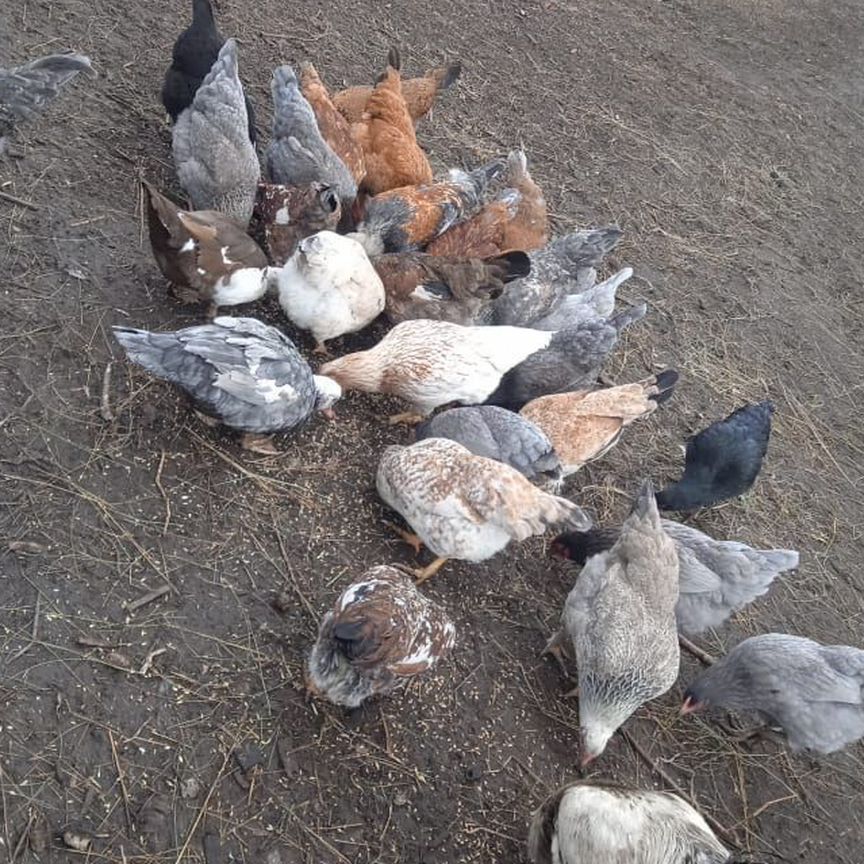 Продаю кур домашних