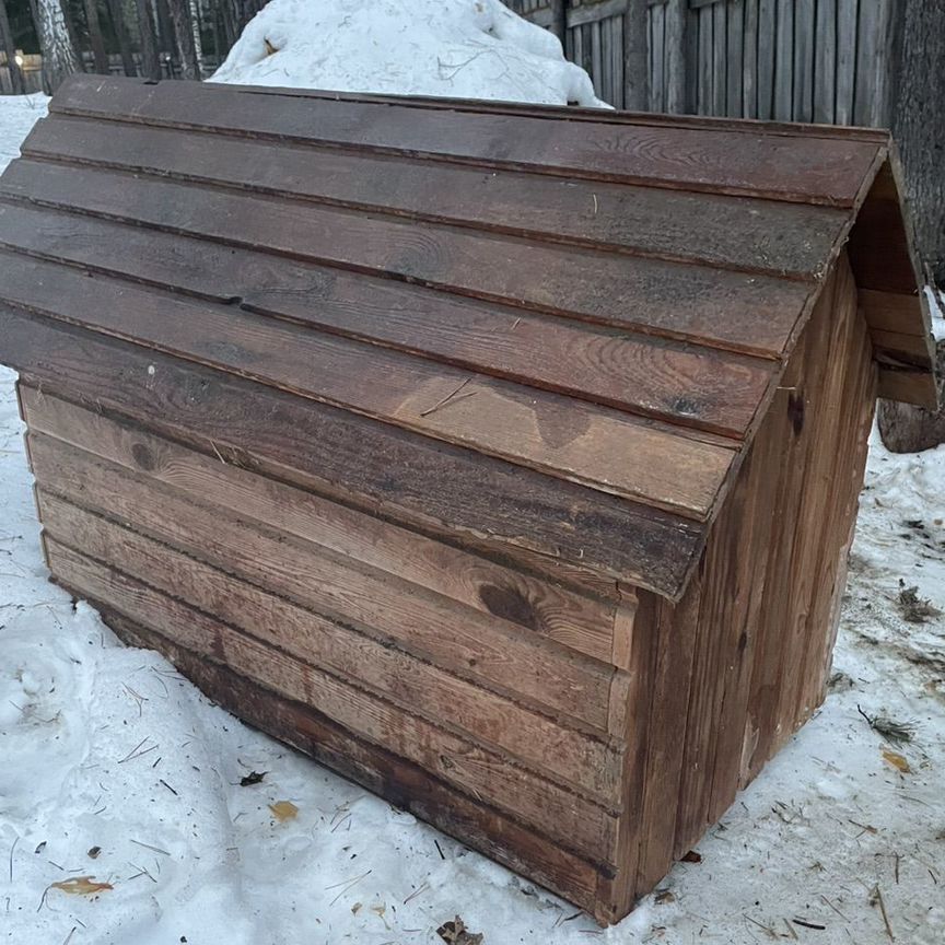 Канура собачья