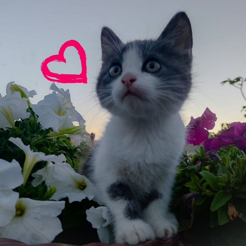 Котята в добрые руки