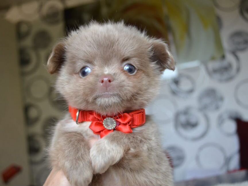 Лиловая красотка