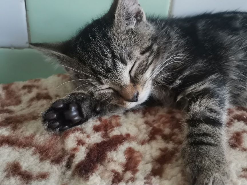 Котятки - антистресс)