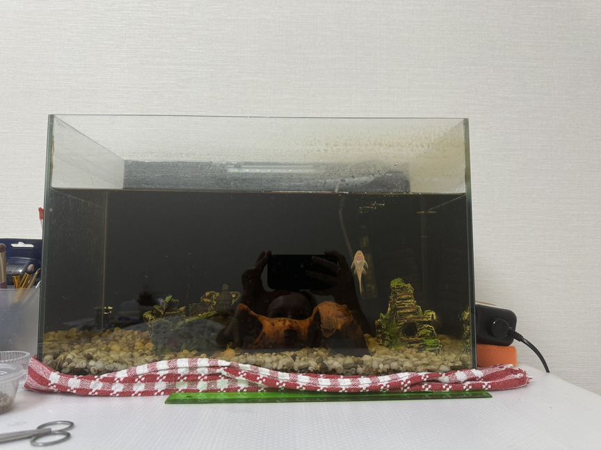 Аквариум 20л с 3 сомиками и всем необходимым