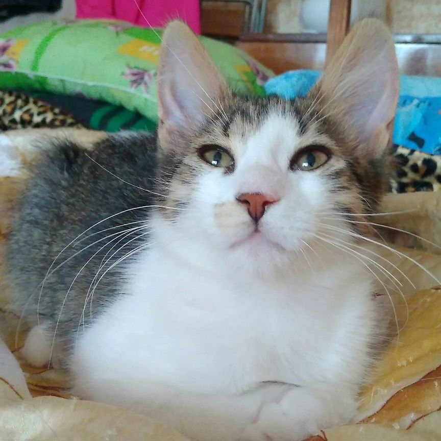 Отдам в хорошие руки котенка девочку