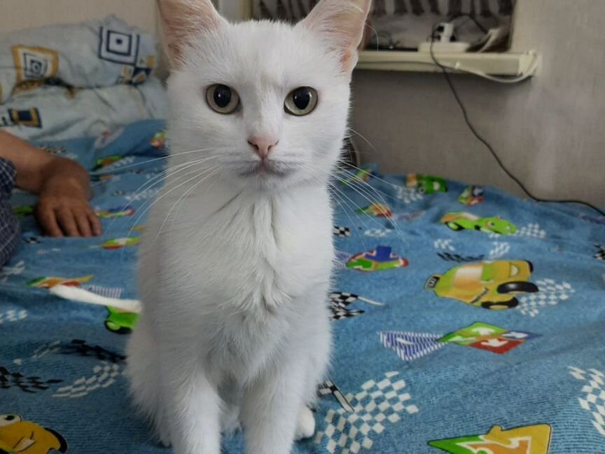 Кошка турецкая ангора