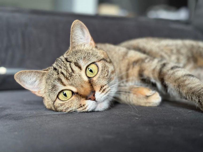 Кошка в добрые руки. На пристрой-неделя