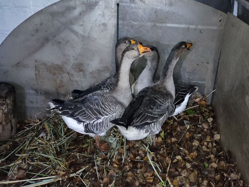 Гуси серые крупные