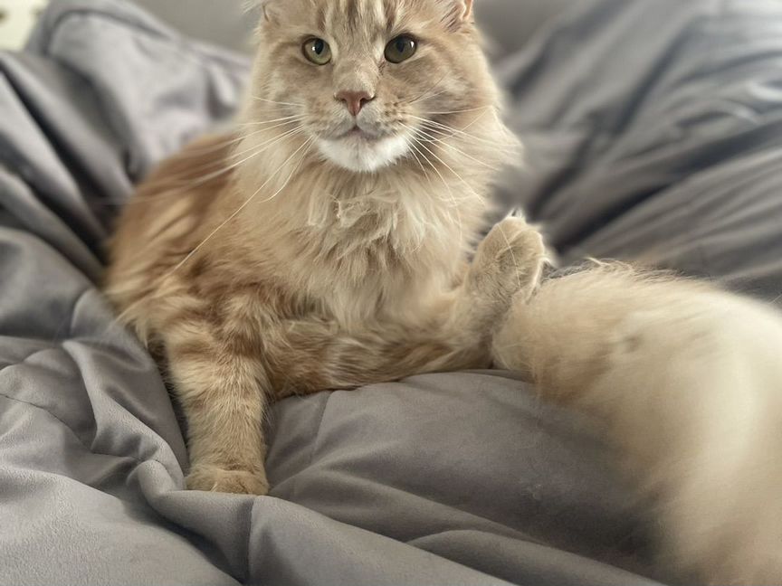 Кошка Мейн-кун