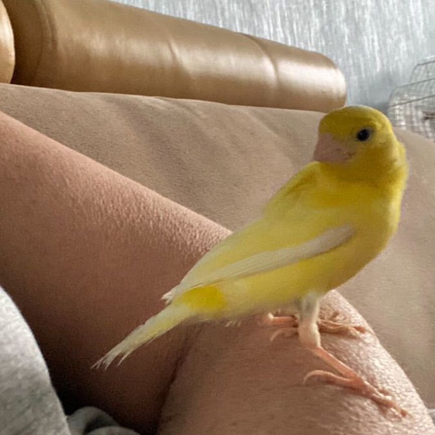 Кенар и канарейка