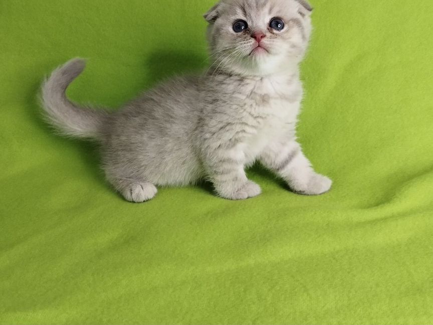 Шотландские котята вислоухие