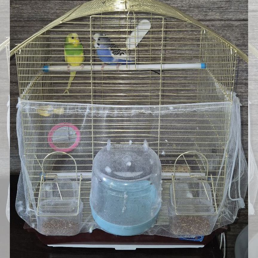 Волнистый попугай с клеткой