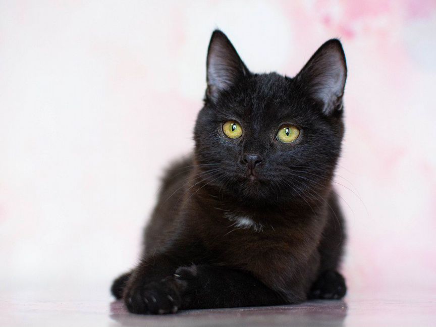 Котенок Лапушка 4 месяца