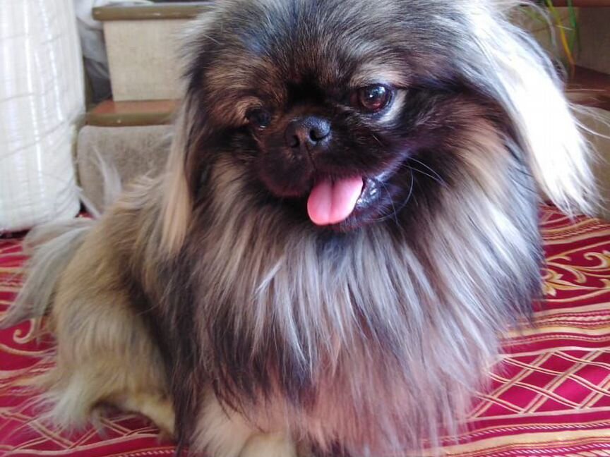 Пекинес Вязка