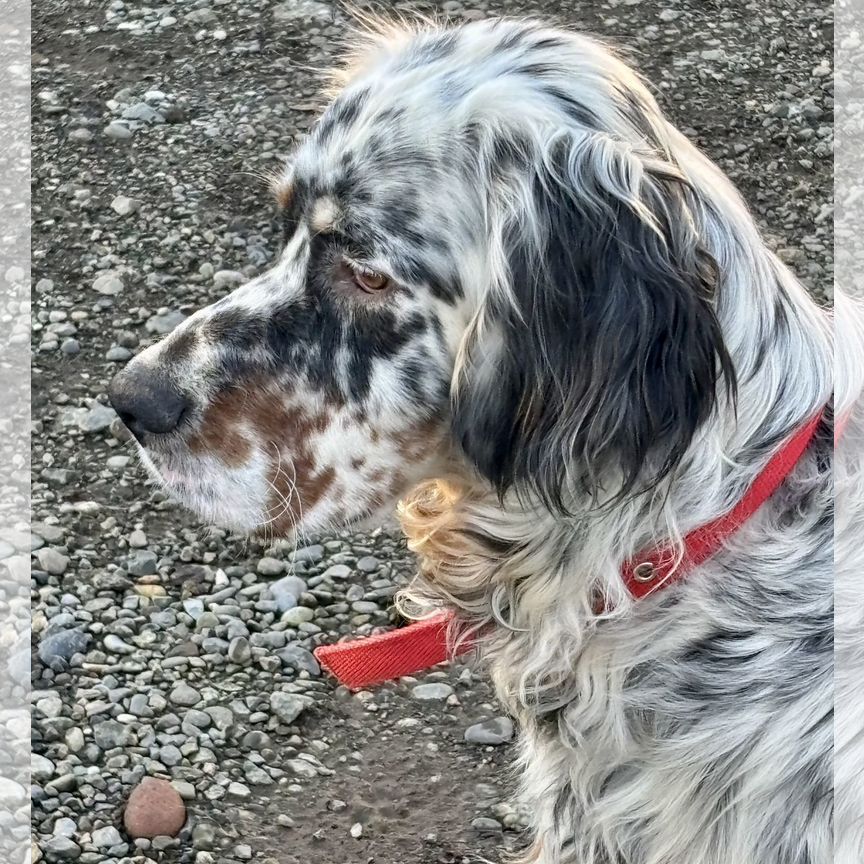 Английский сеттер, взрослый пёс