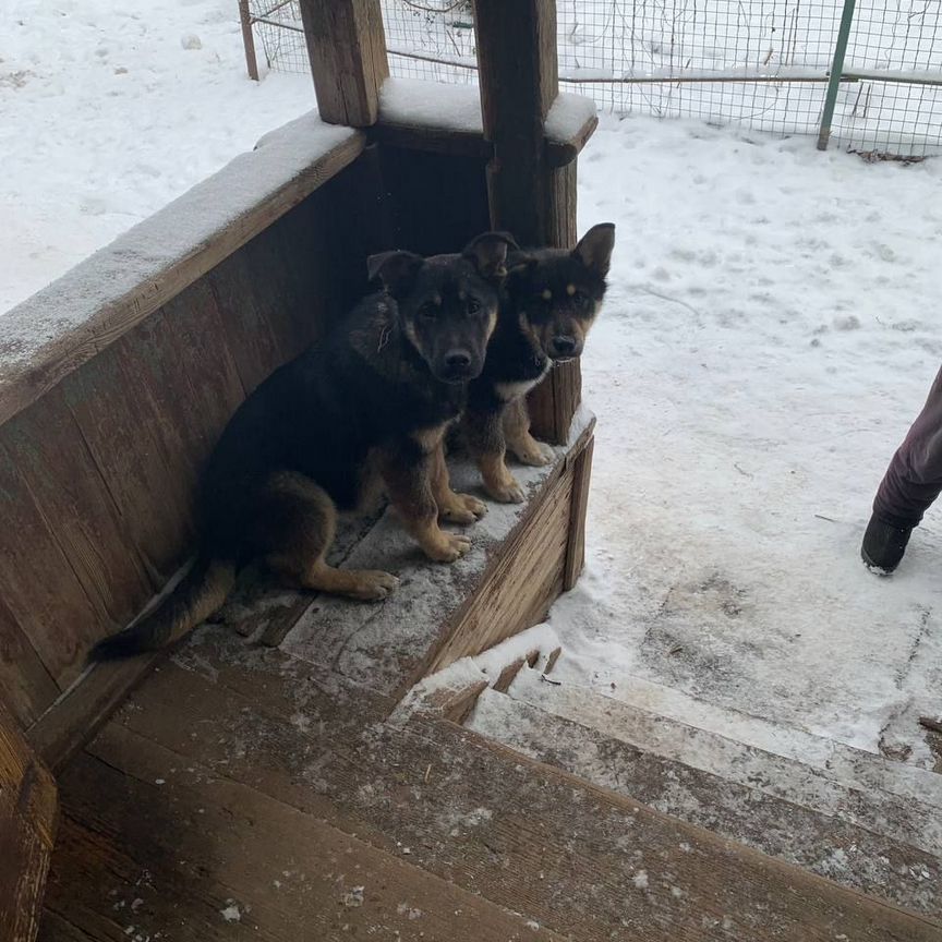 Собака в добрые руки отдам бесплатно