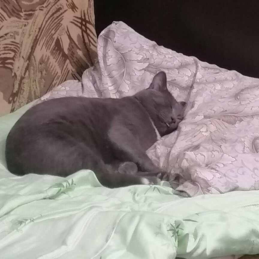 Отдам бесплатно кота