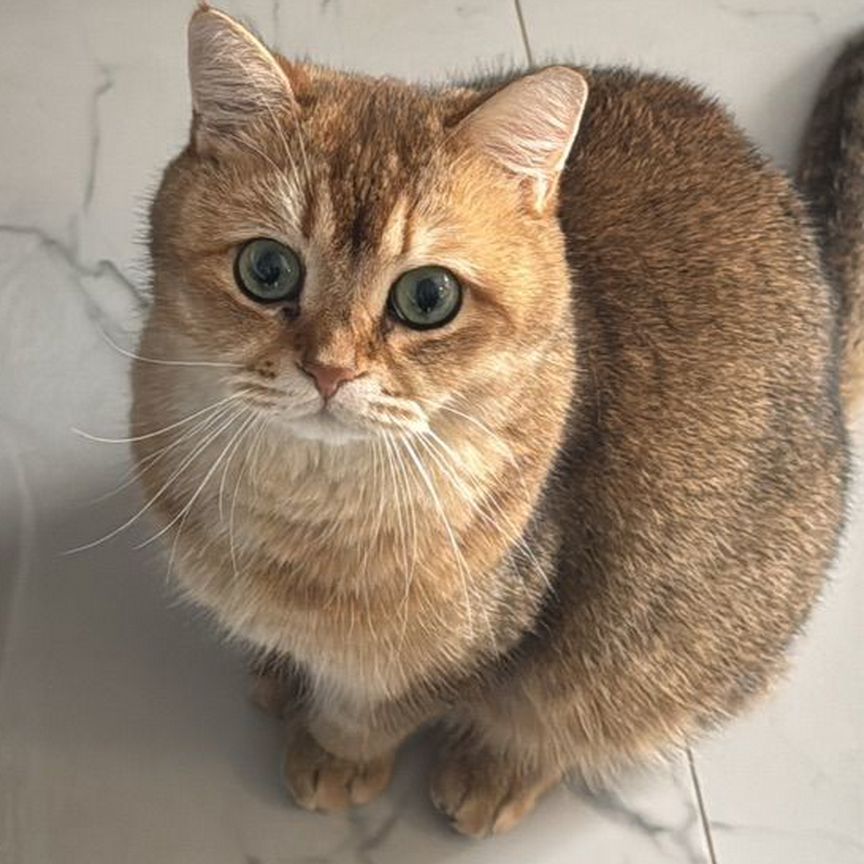 Котик золотая шиншилла
