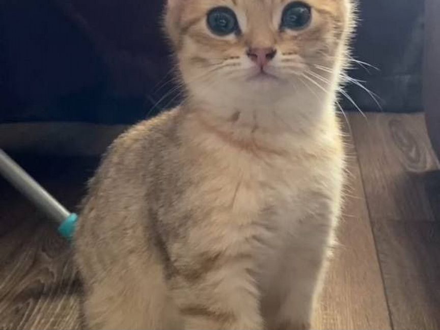 Котенок манчкин long