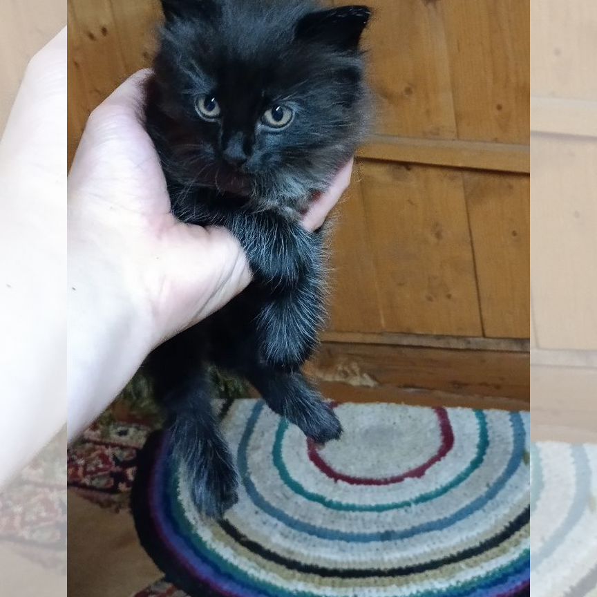 Котенок. Черныш