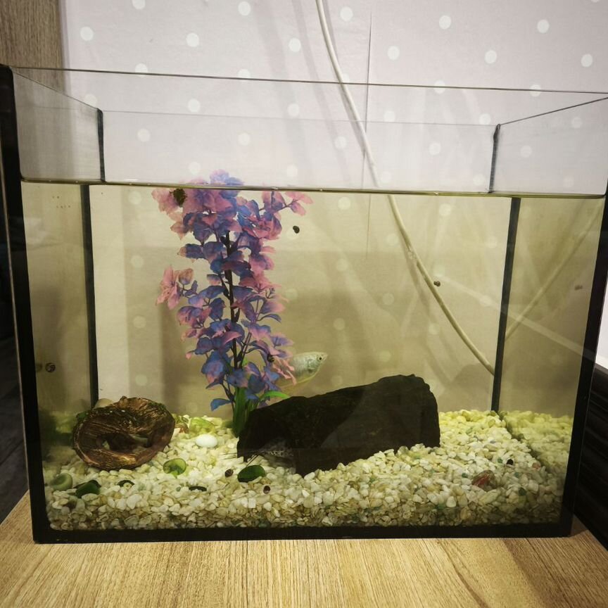 Аквариум с рыбками