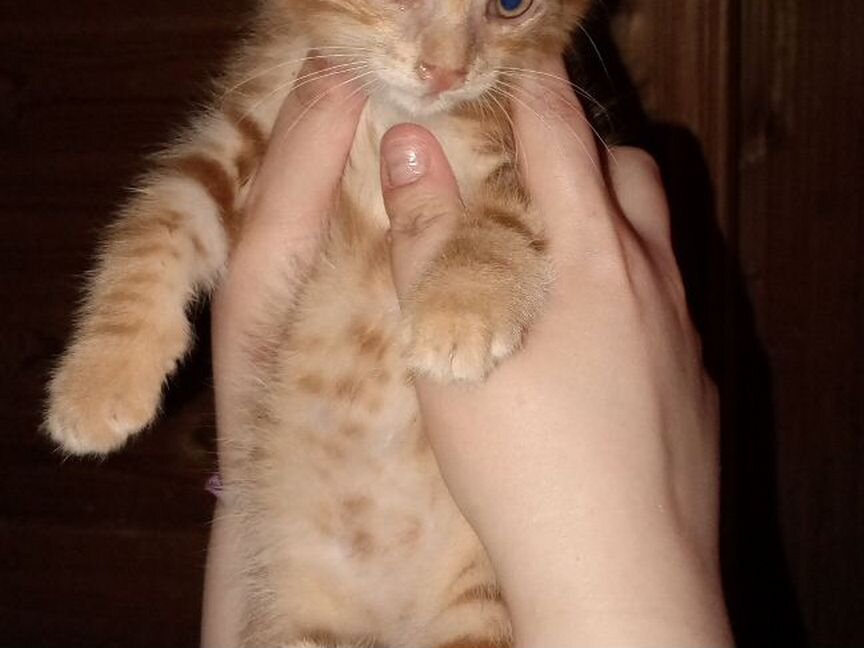 Отдаю рыжиков-братиков