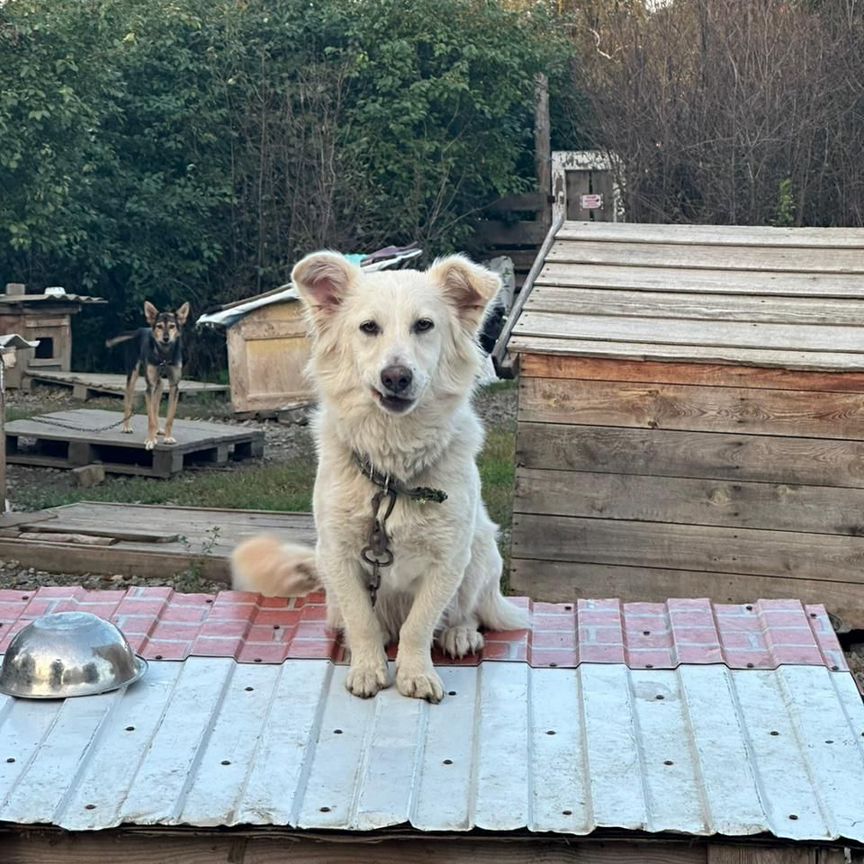 Собака в добрые руки