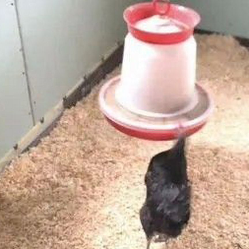 Куры несушки домашние молодые