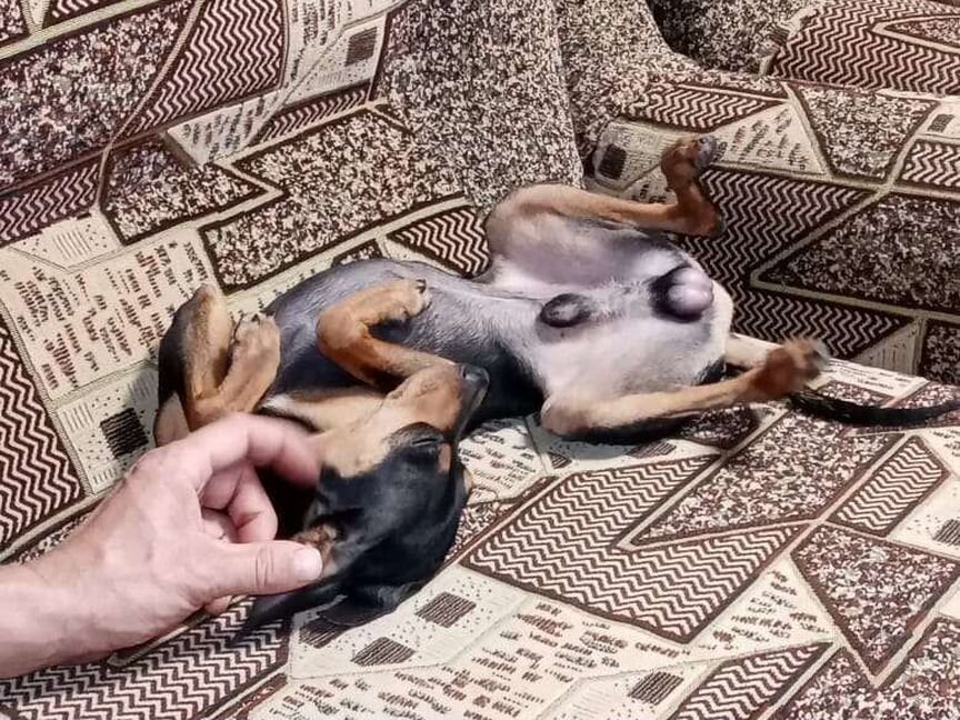 Русский той-терьер вязка