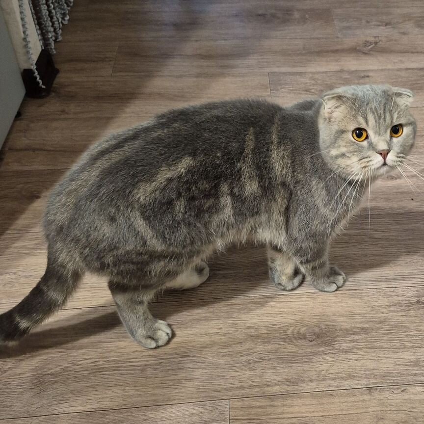 Шотландский вислоухий короткошёрстный, взрослый кот