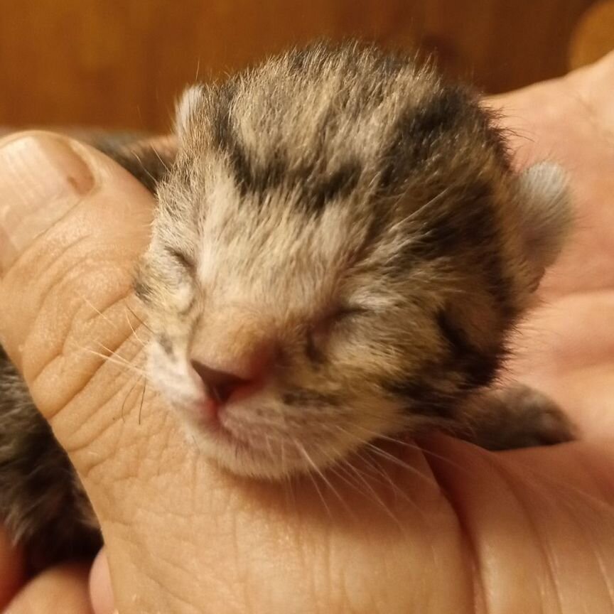 Котенок от домашней кошки