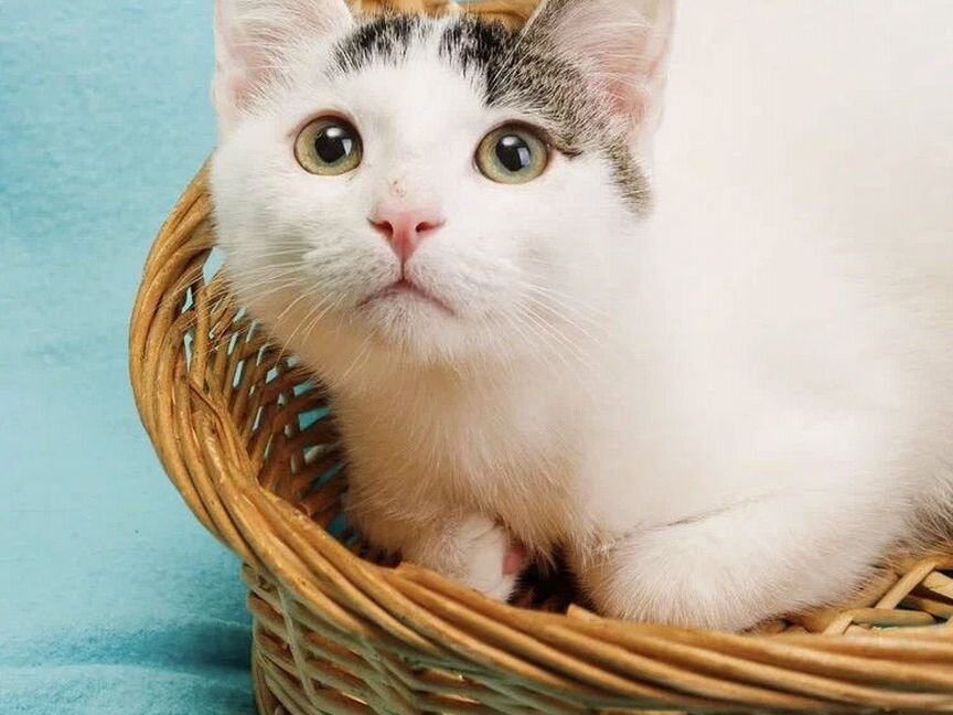 Котенок Мультик ищет дом