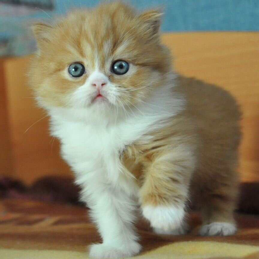 Шотландский мальчик шоу класса