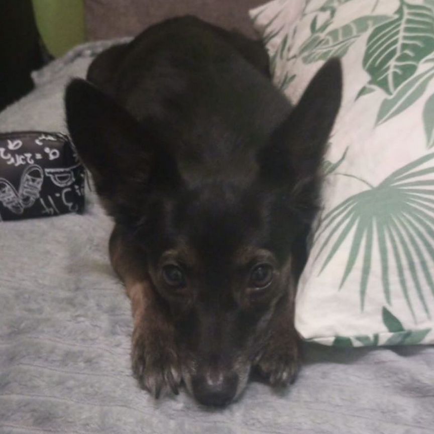 Отдам бесплатно в добрые руки, карликовую овчарку