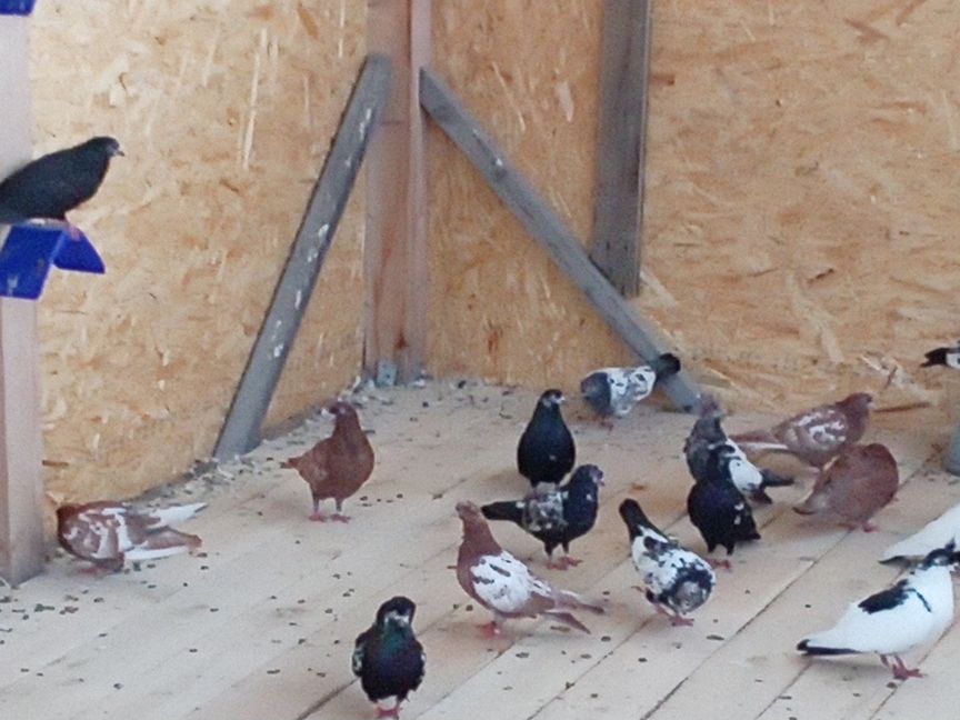 Продам голубей