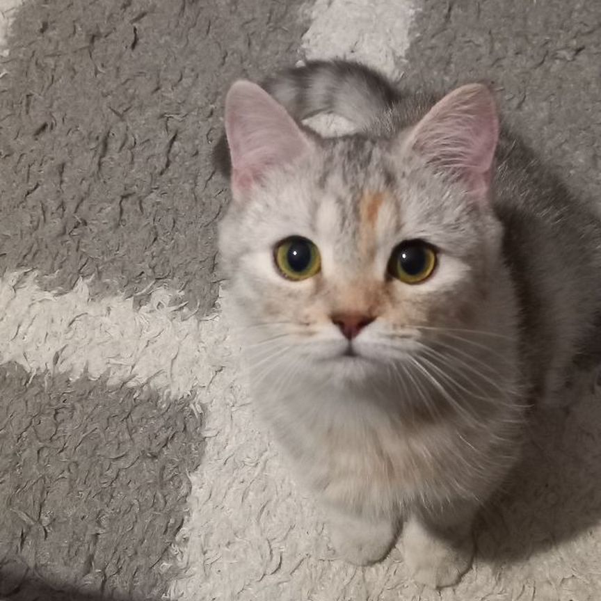 Британский короткошёрстный котёнок