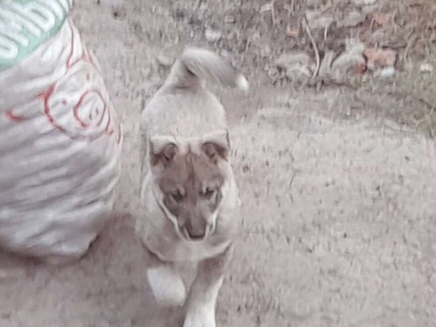 Западно сибирская лайка продажа