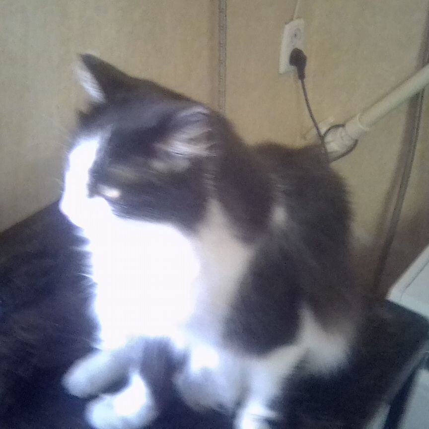 Взрослый кот в добрые руки