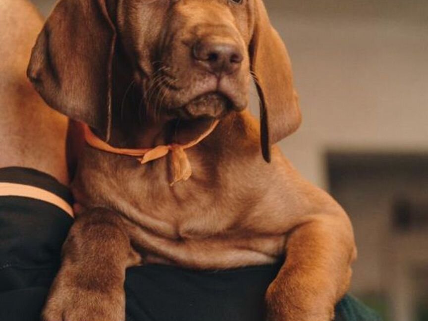 Венгерская выжла РКФ