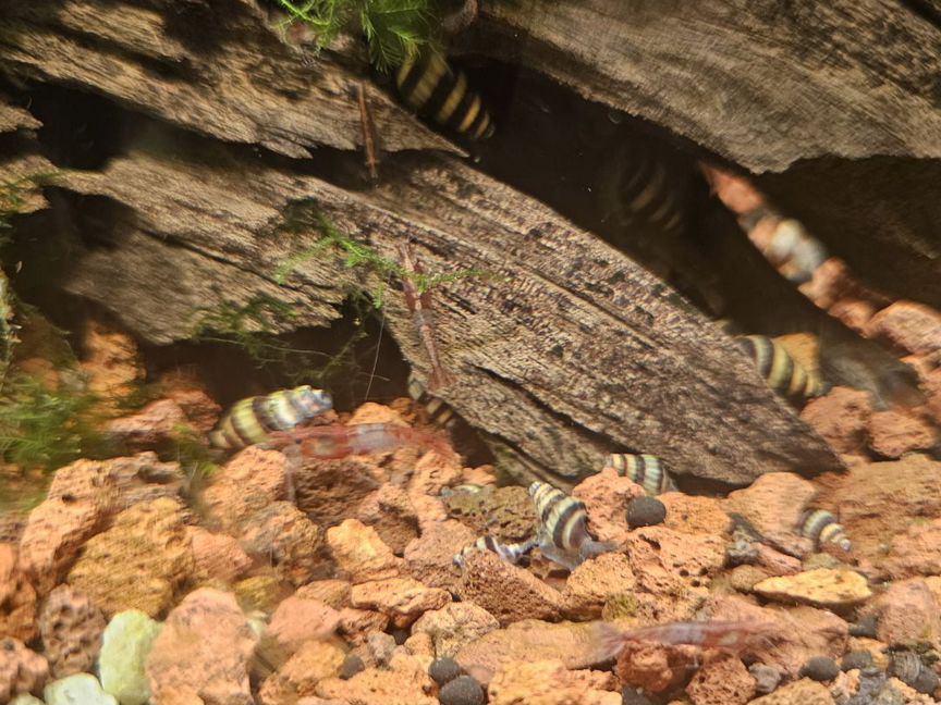 Улитка хелена