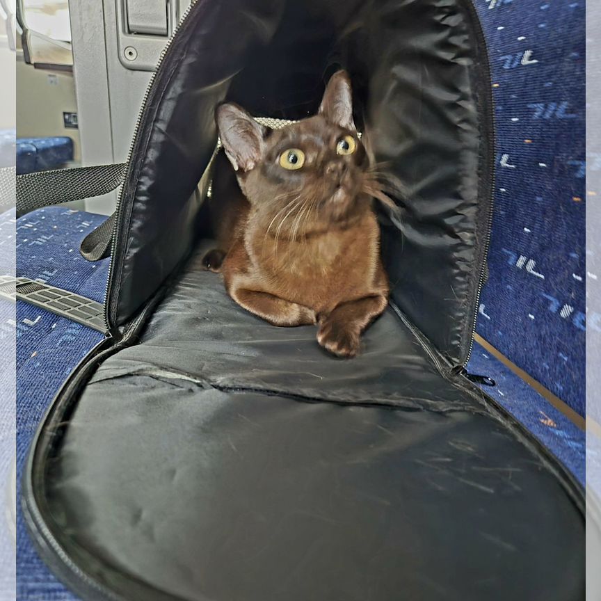 Котёнок европейской бурмы